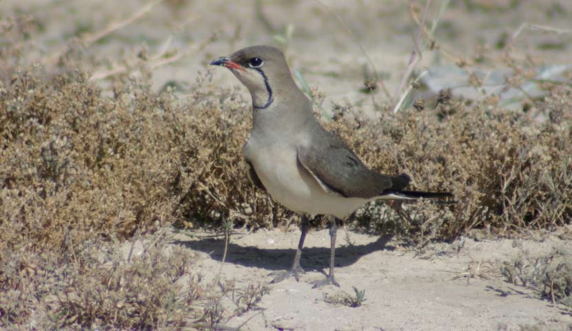 global what s happening to the birds in drylands mike evans and stuart ...