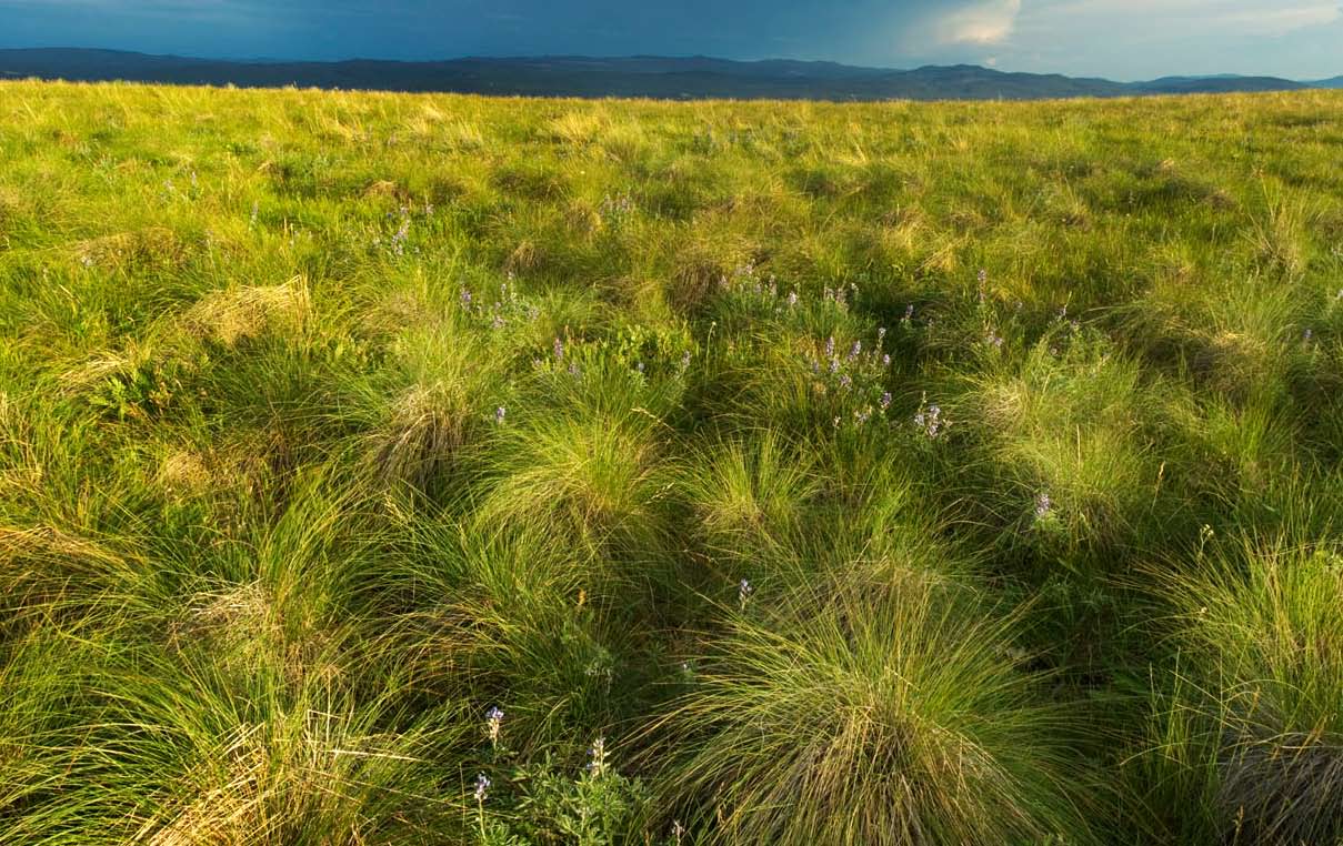 global the temperate grasslands conservation initiative bill henwood ...