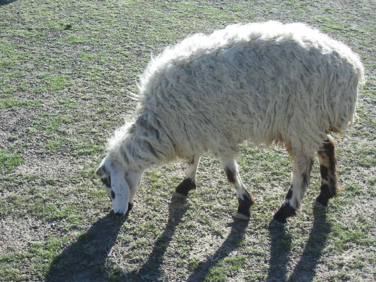 raigi camel fig 8 kajalle sheep assessing the potential of the ...