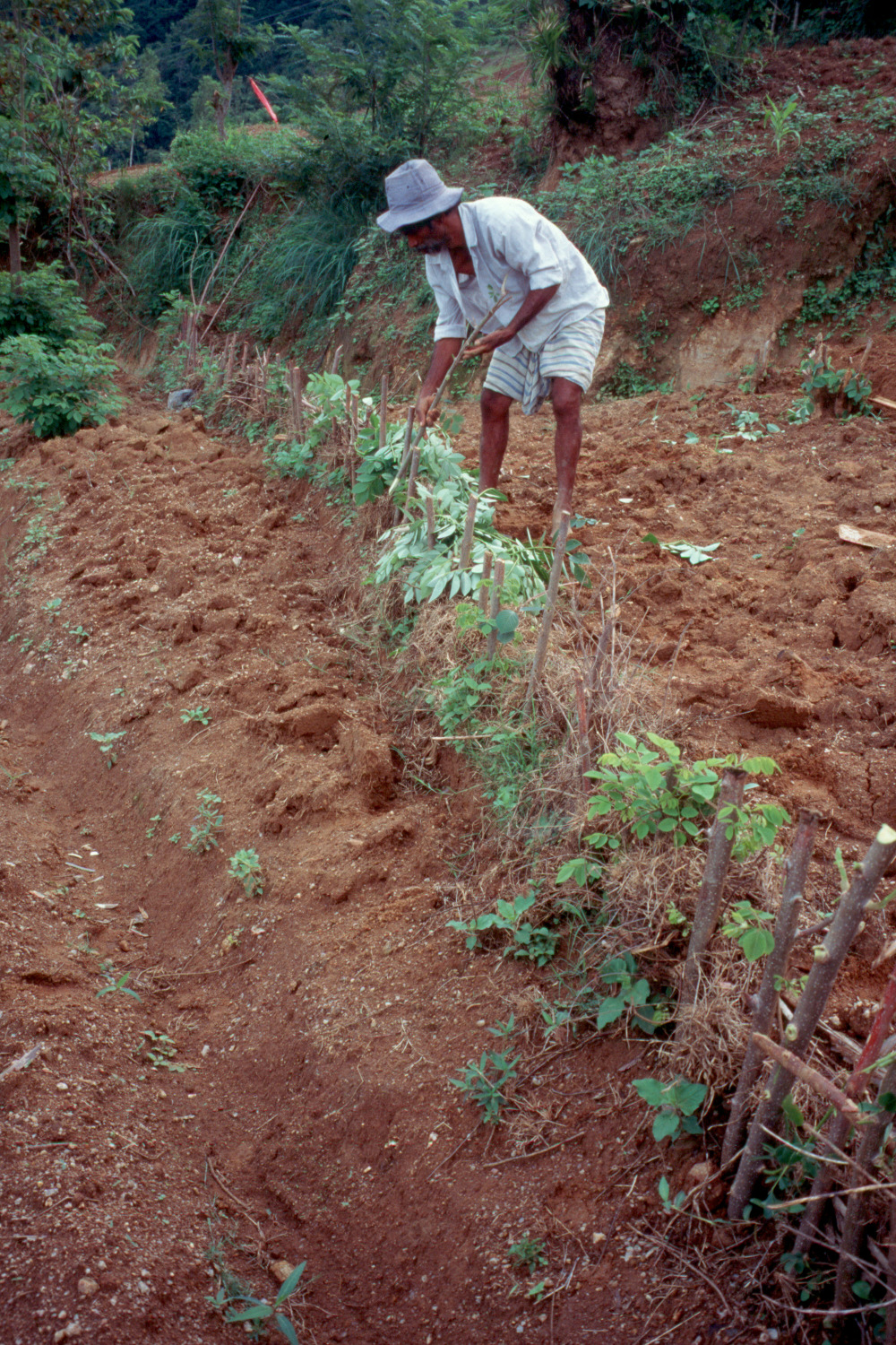 line the farmer places sticks to single indicators especially when used ...