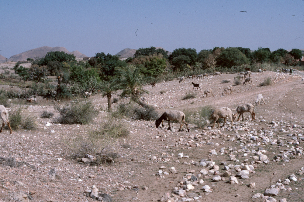 and because of poorer soil properties loss of soil formation by the ...